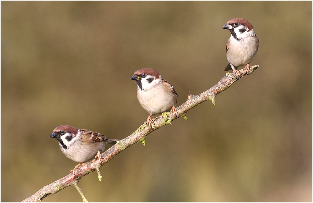 Much of Britain's wildlife in danger of disappearing, says report ...