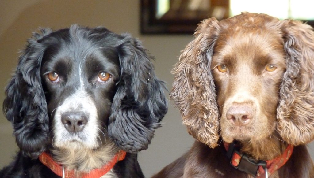 Thousands of "lockdown comfort dogs" face being abandoned when ...