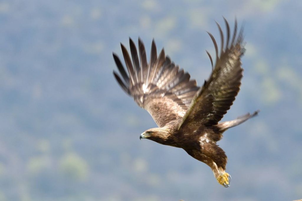Golden eagles rear chick in Scottish Highlands for first time in 40 ...