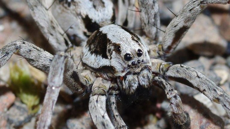 Britain's biggest spider feared extinct has been rediscovered after 25 ...