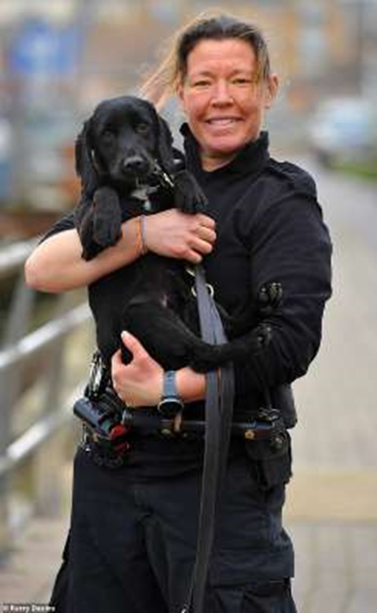 Dumped in a bucket a near-to-death cocker spaniel retrains as a police ...