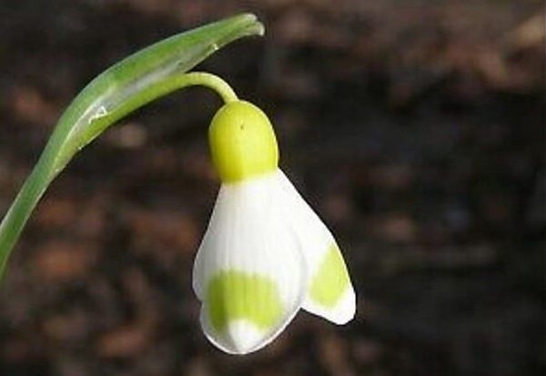 Single snowdrop bulb sells for record-breaking £1,850 - London Globe
