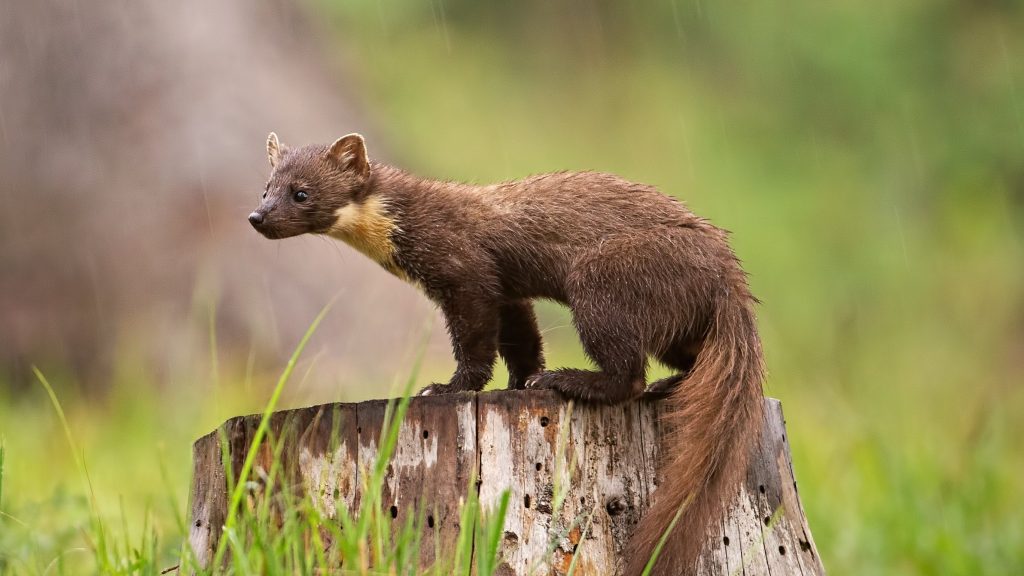 Watch: Pine Martens make a return to Southern England as numbers rise ...
